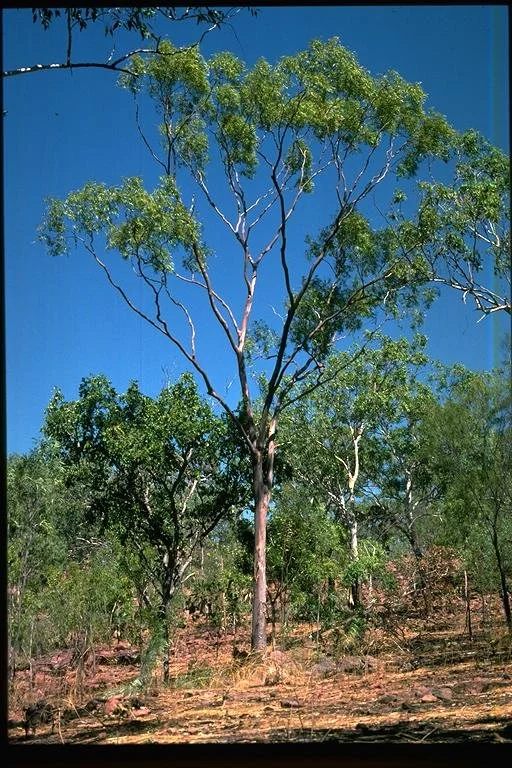 Corymbia kombolgiensis (paper-fruited bloodwood) — Territory Native Plants
