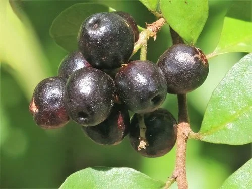 Delicious endemic NT Native edible. Favoured bush tucker. Small ...