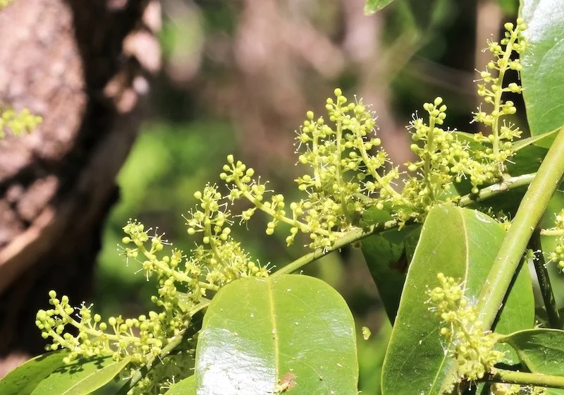 Opilia amentacea (Opilia) — Territory Native Plants