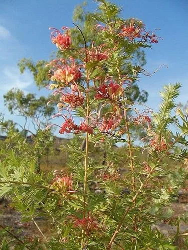 Grevillea pungens (Flame Grevillea) — Territory Native Plants
