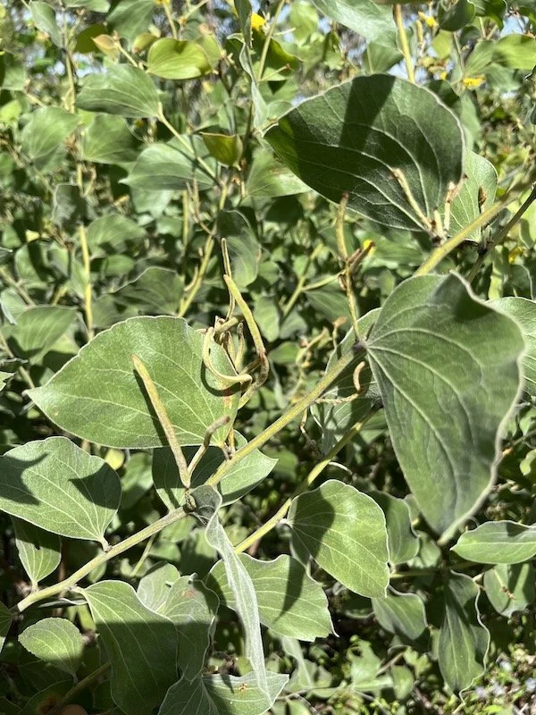 Acacia humifusa (Cape York Wattle) — Territory Native Plants