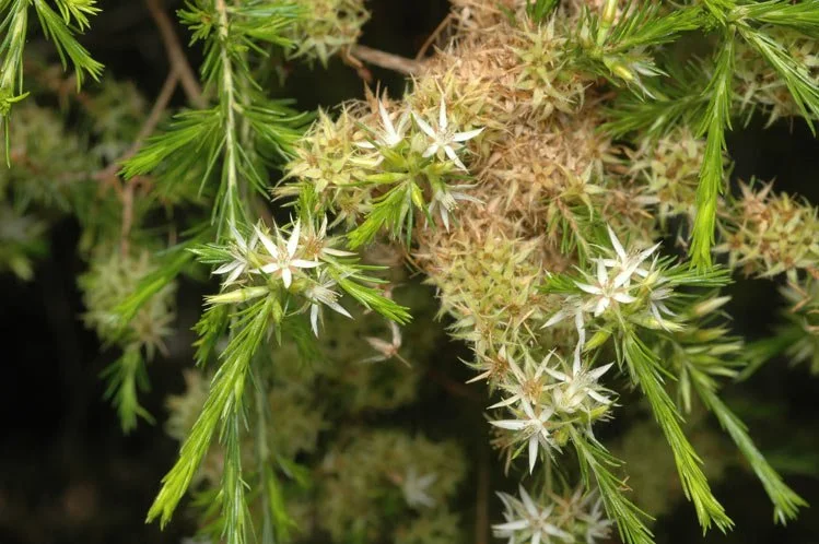 Calytrix brownii (White Turkey Bush) — Territory Native Plants