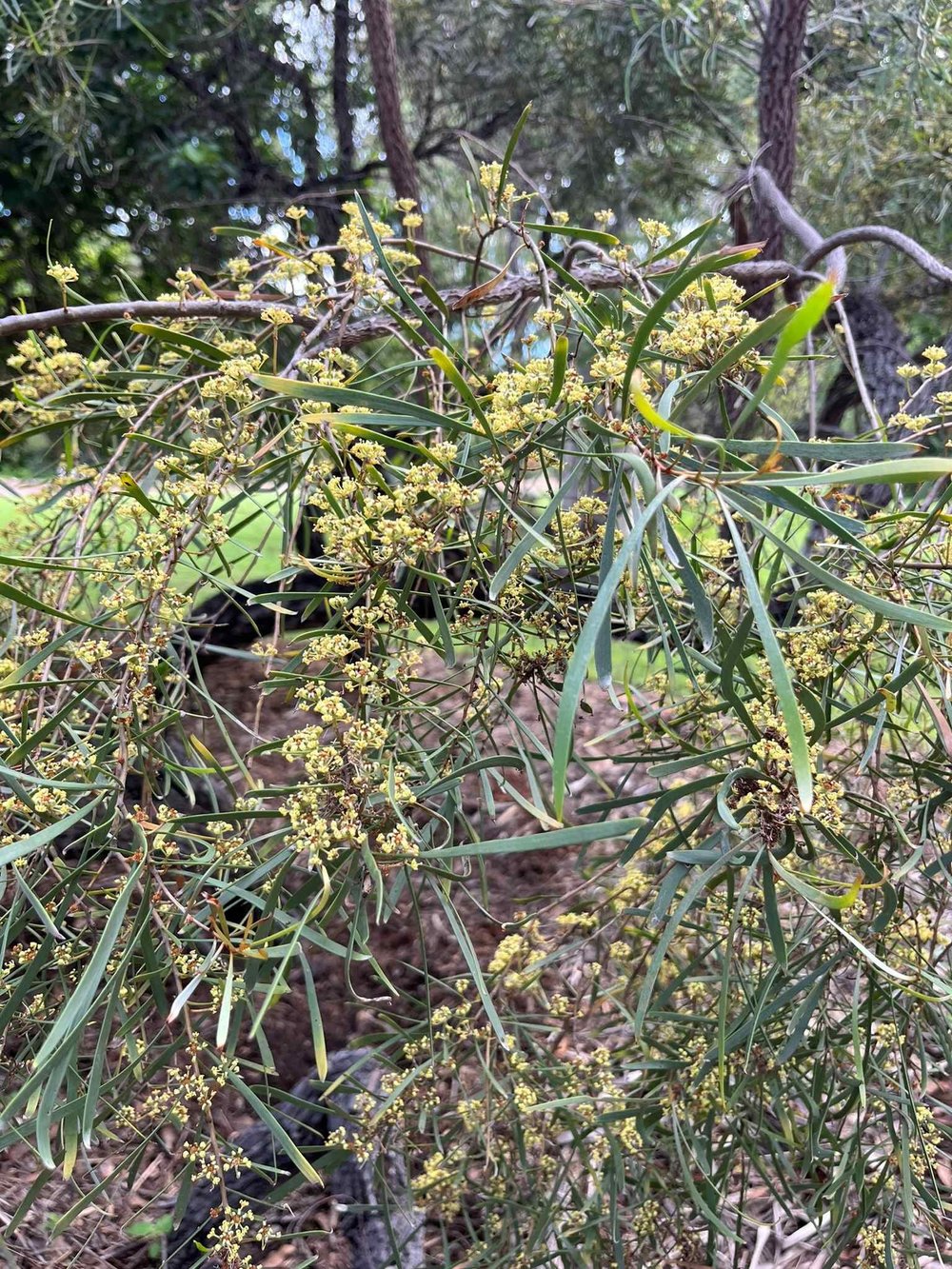 Hakea arborescens (Yellow Hakea) — Territory Native Plants