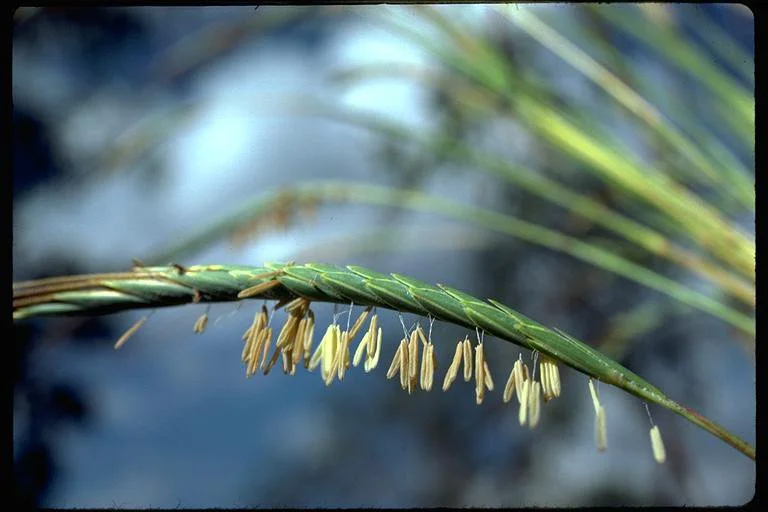 Heteropogon triticeus (Giant Spear Grass) — Territory Native Plants