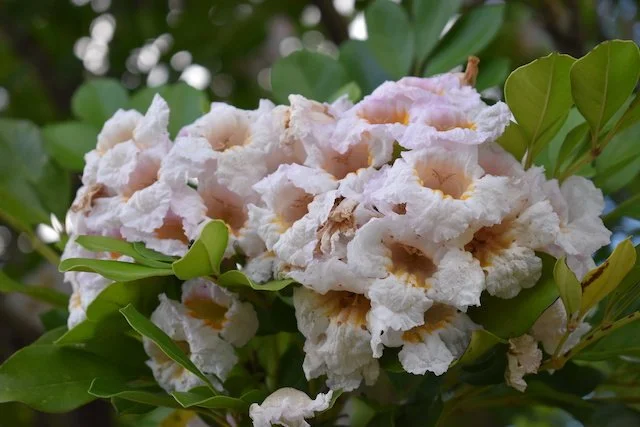 Radamanchera (Yunnanensis) — Territory Native Plants