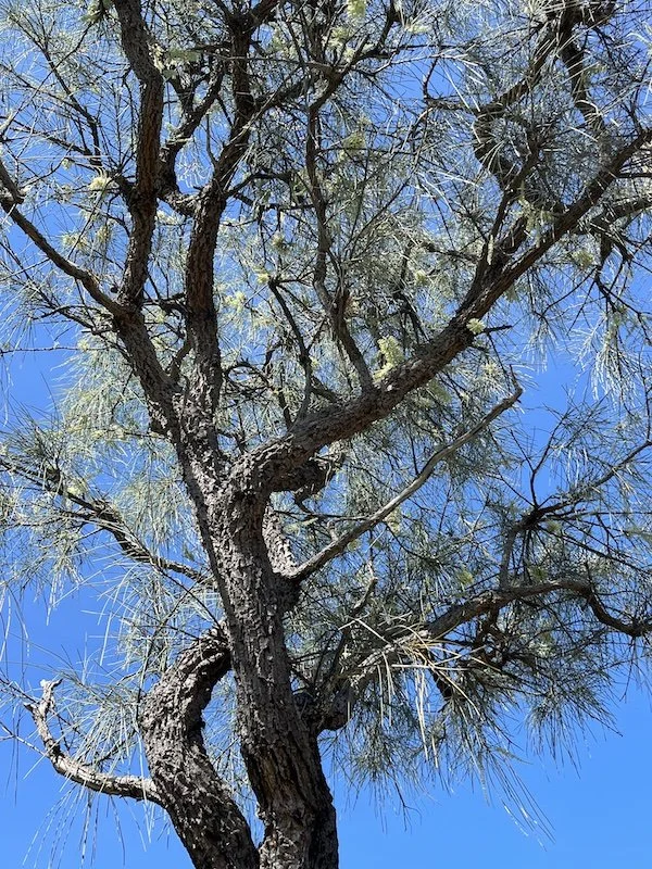Hakea lorea (Corkwood) — Territory Native Plants