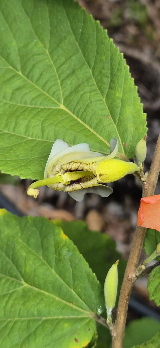 Helicteres isora (Screw Tree) — Territory Native Plants