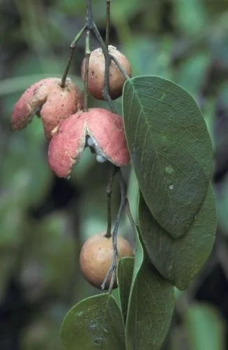 Opilia amentacea (Opilia) — Territory Native Plants