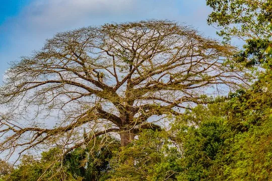 Enterolobium cyclocarpum (Monkey Ear Pod) — Territory Native Plants