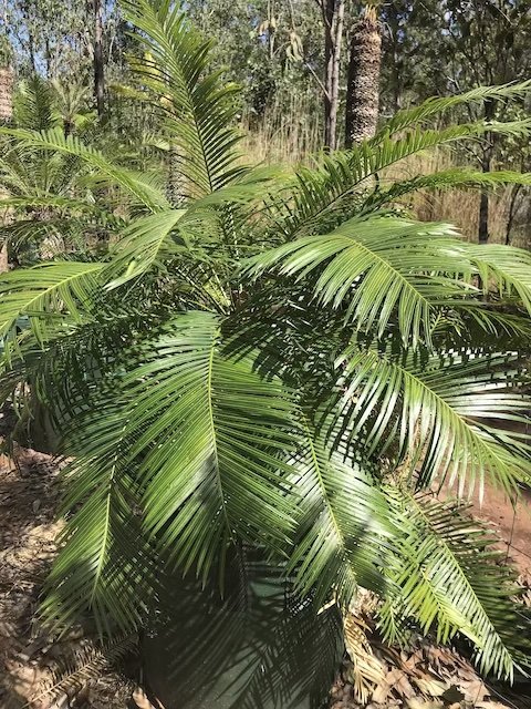 Cycas armstrongii (Darwin Cycad/Fire Fern) — Territory Native Plants