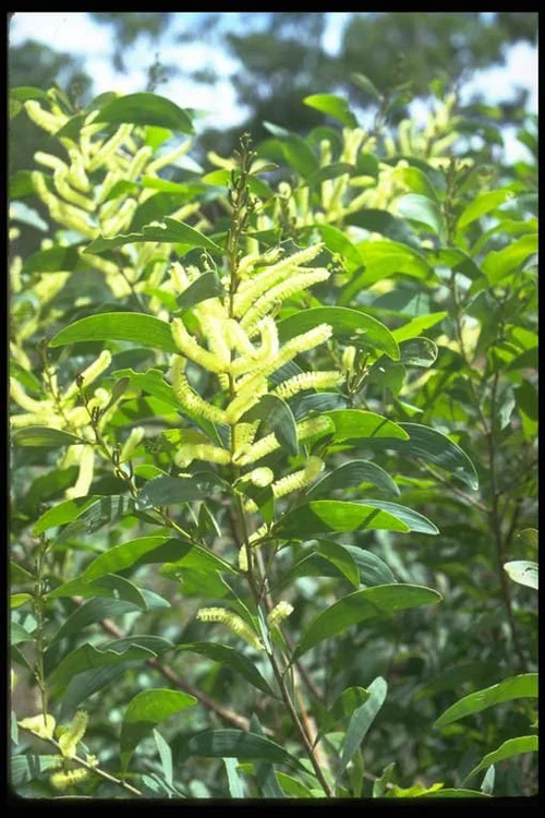Acacia oncinocarpa (Hook-Fruit Wattle) — Territory Native Plants