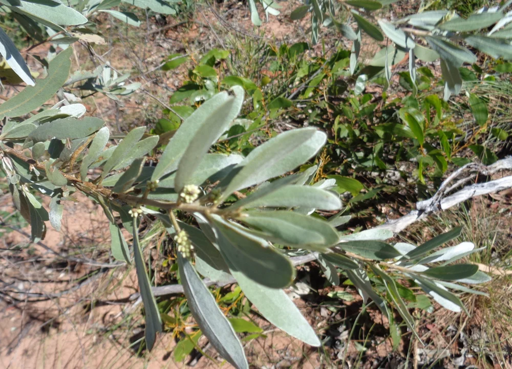 Terminalia canescens (Winged Nut Tree) — Territory Native Plants