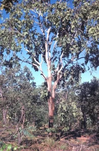 Corymbia confertiflora (Rough Cabbage Gum) — Territory Native Plants