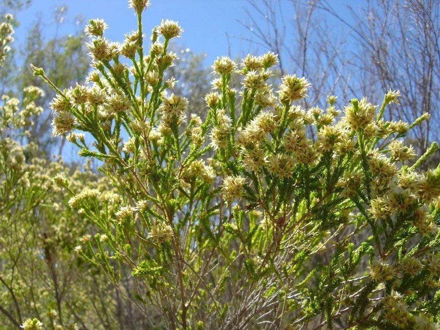 Calytrix brownii (White Turkey Bush) — Territory Native Plants
