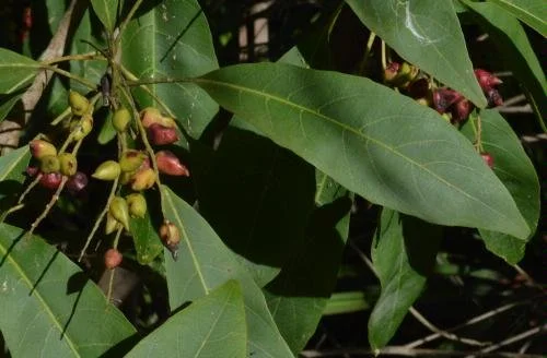 Terminalia erythrocarpa (Pink Plum) — Territory Native Plants