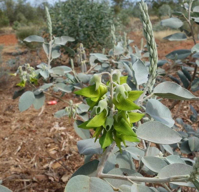 Crotalaria cunninghamii (Bird Flower/Parrot Pea) — Territory Native Plants