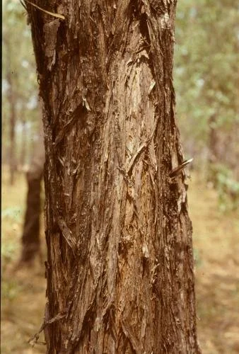 Acacia torulosa (Deep-gold Wattle) — Territory Native Plants
