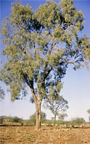 Atalaya hemiglauca (Whitewood) — Territory Native Plants