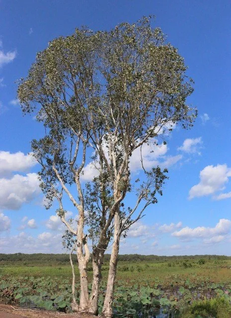 Melaleuca cajuputi (Cajuput Paperbark) — Territory Native Plants