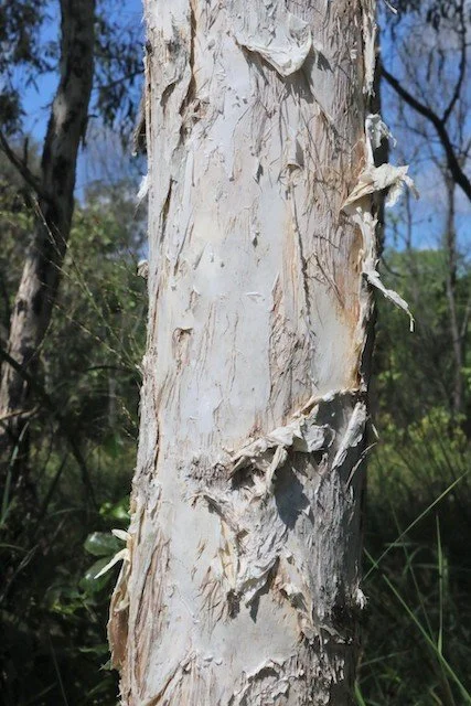 Melaleuca cajuputi (Cajuput Paperbark) — Territory Native Plants