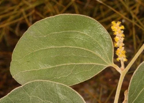 Acacia humifusa (Cape York Wattle) — Territory Native Plants