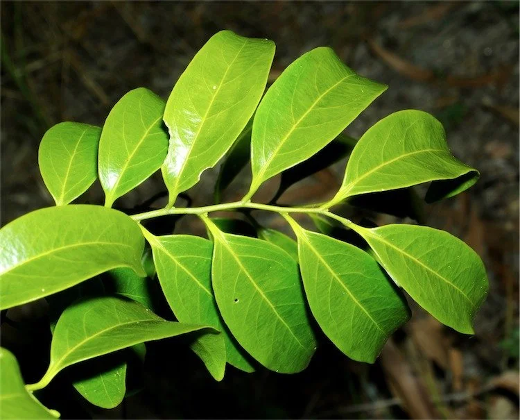 Opilia amentacea (Opilia) — Territory Native Plants