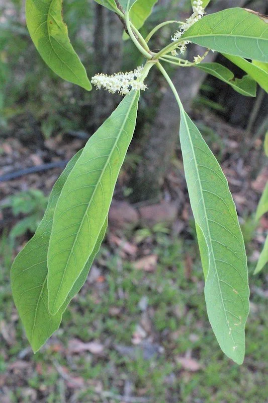 Terminalia erythrocarpa (Pink Plum) — Territory Native Plants