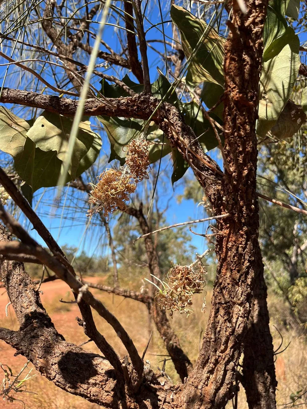 Hakea lorea (Corkwood) — Territory Native Plants