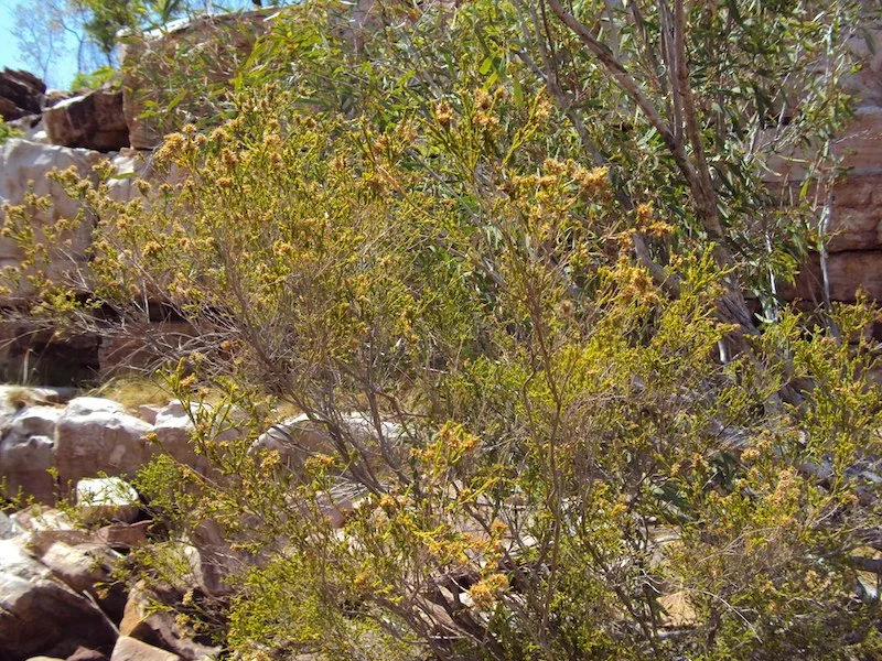 Calytrix brownii (White Turkey Bush) — Territory Native Plants