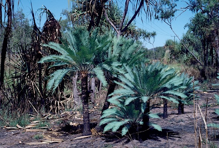 Cycas armstrongii (Darwin Cycad/Fire Fern) — Territory Native Plants