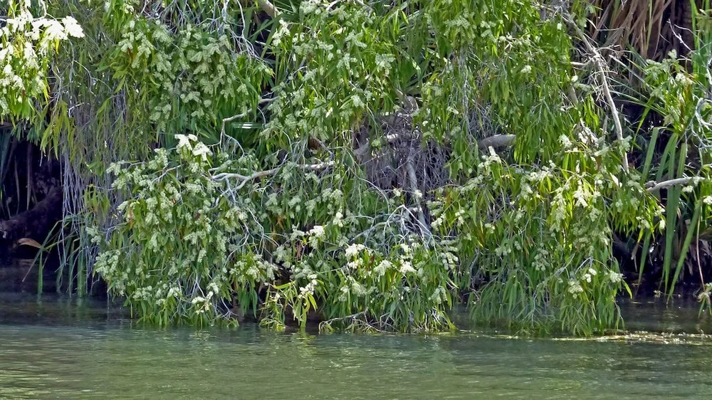 Melaleuca leucadendra (Weeping paperbark) — Territory Native Plants