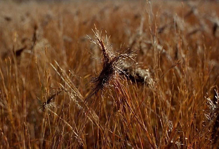 Heteropogon contortus (Black Speargrass) — Territory Native Plants