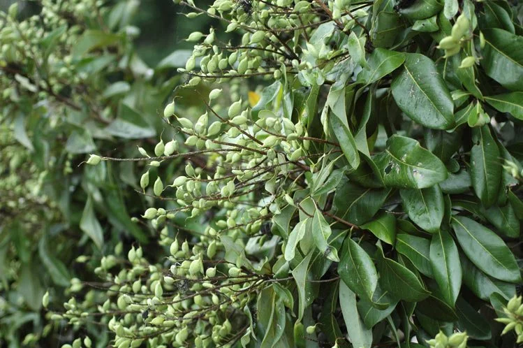 Buckinghamia celsissima (Ivory Curl Tree) — Territory Native Plants