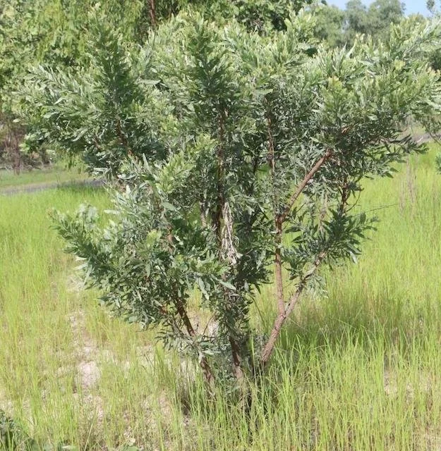 Jacksonia dilatata (Jacksonia) — Territory Native Plants