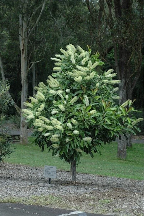 Buckinghamia celsissima (Ivory Curl Tree) — Territory Native Plants