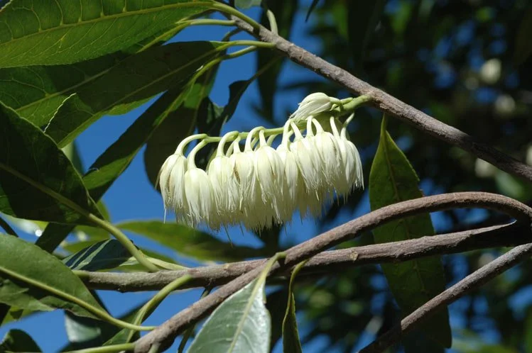 Elaeocarpus grandis (Blue Quandong) — Territory Native Plants