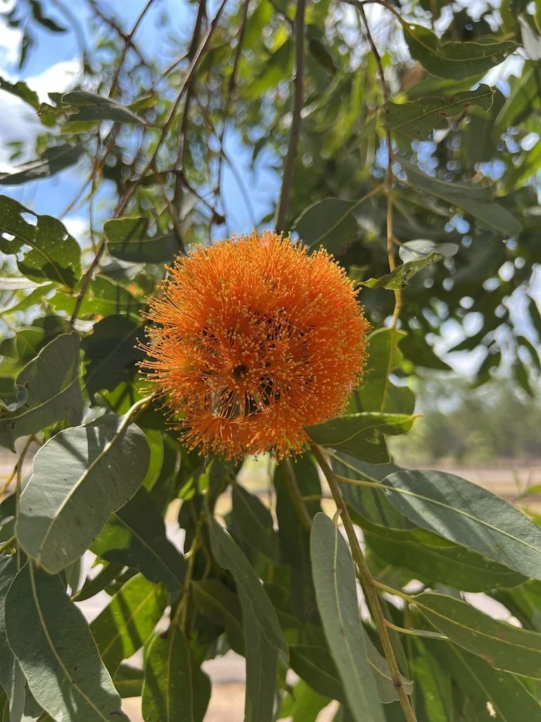 Eucalyptus phoenicea (Scarlet gum) — Territory Native Plants