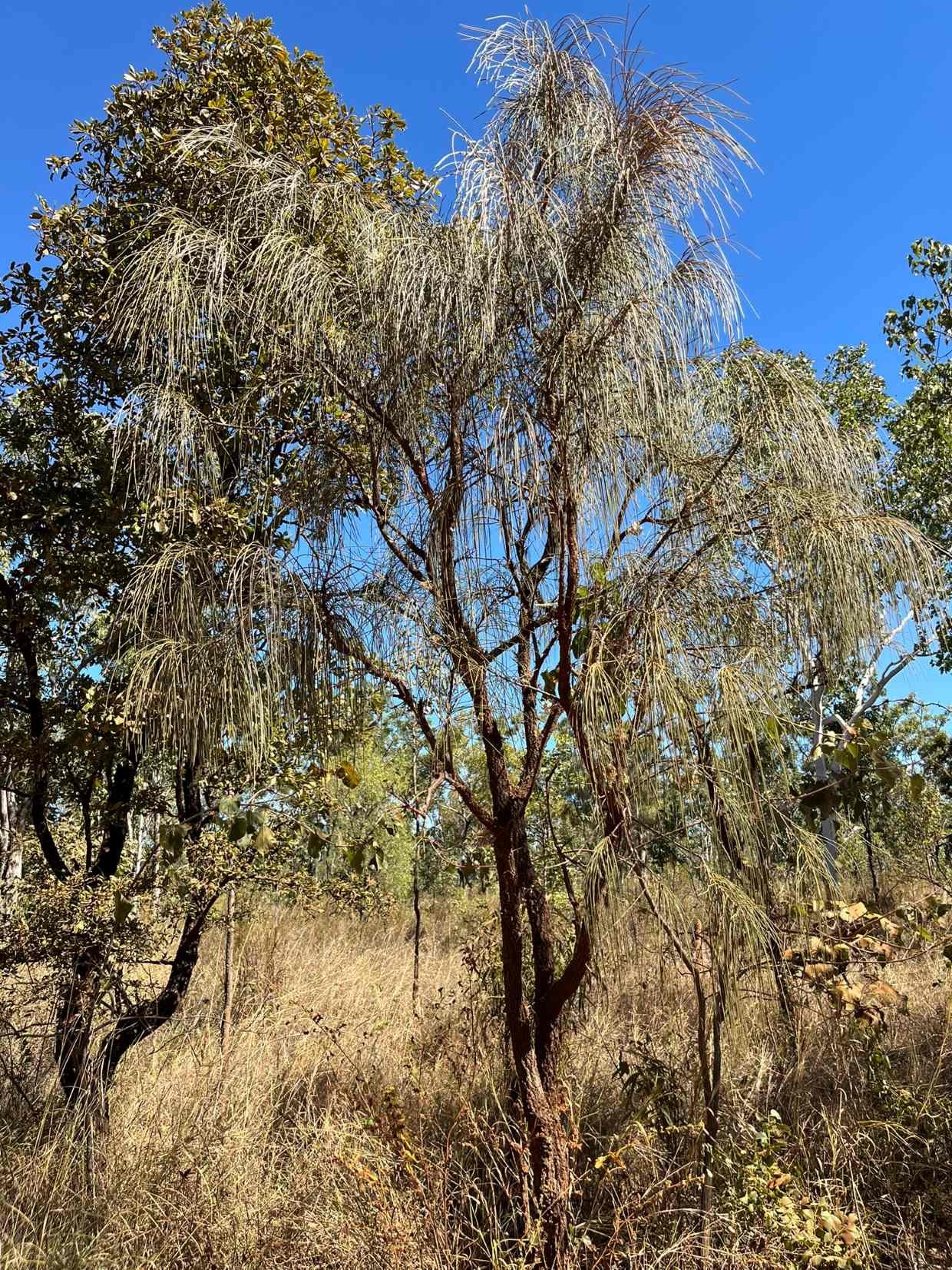 Hakea lorea (Corkwood) — Territory Native Plants
