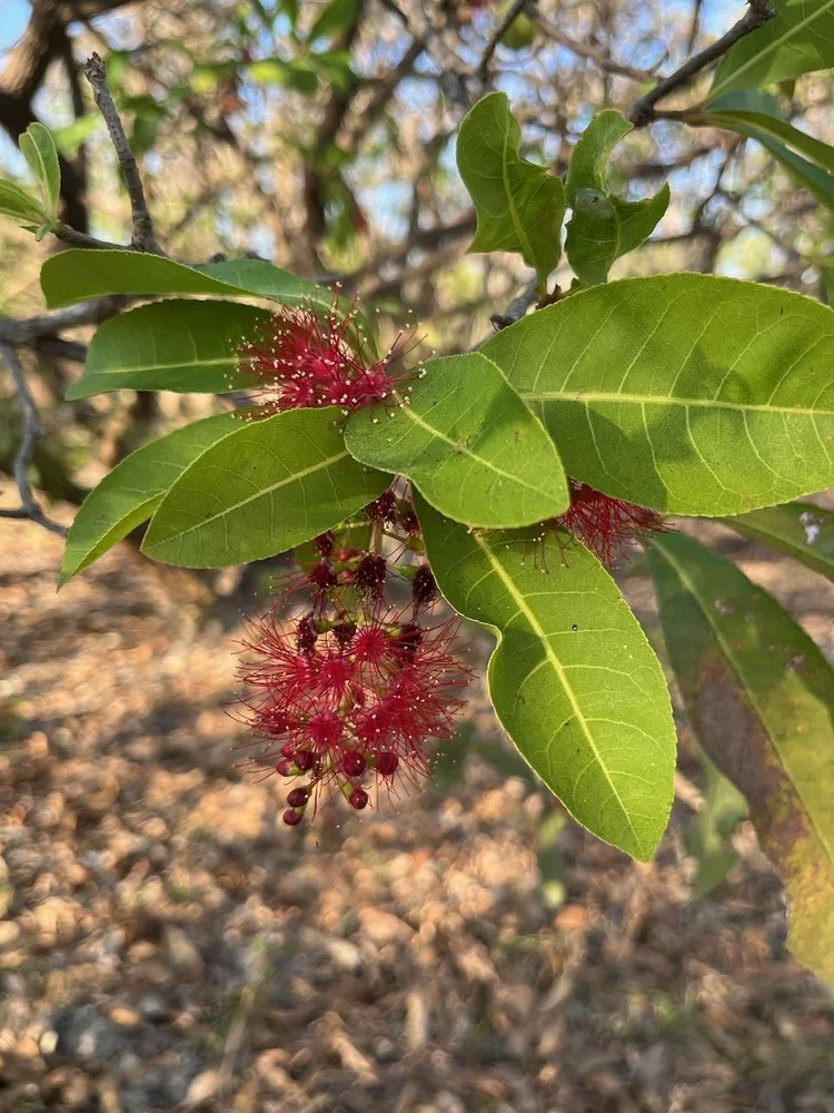 Barringtonia acutangula (Freshwater Mangrove) — Territory Native Plants