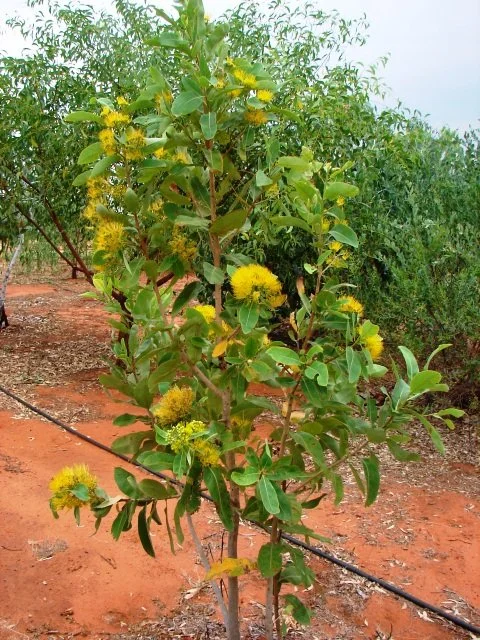 Xanthostemon paradoxus (Bridal tree) — Territory Native Plants