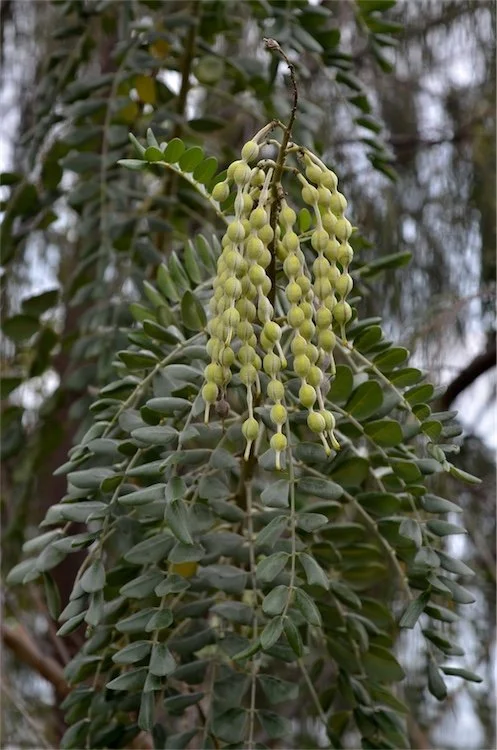 Sophora tomentosa (Silver Bush) — Territory Native Plants