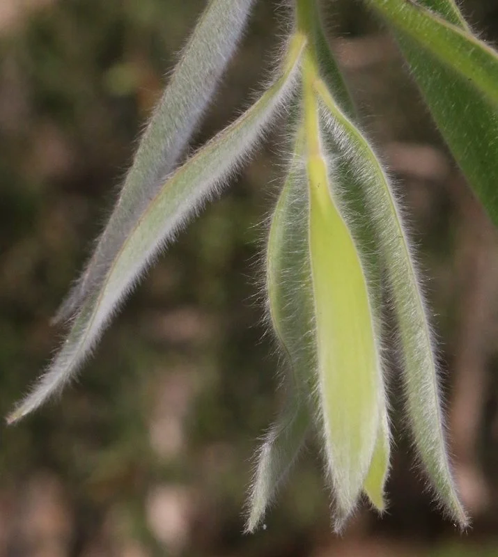 Melaleuca cajuputi (Cajuput Paperbark) — Territory Native Plants