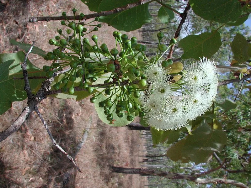 Corymbia confertiflora (Rough Cabbage Gum) — Territory Native Plants