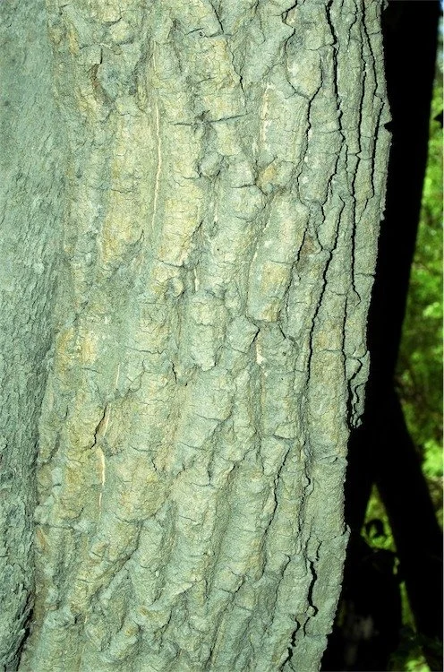 Opilia amentacea (Opilia) — Territory Native Plants