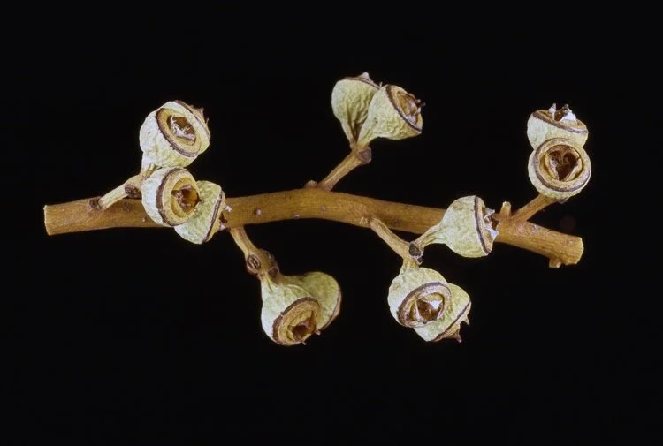 Eucalyptus brevifolia (Snappy Gum) — Territory Native Plants