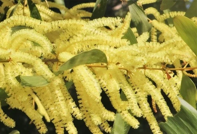 Acacia oncinocarpa (Hook-Fruit Wattle) — Territory Native Plants