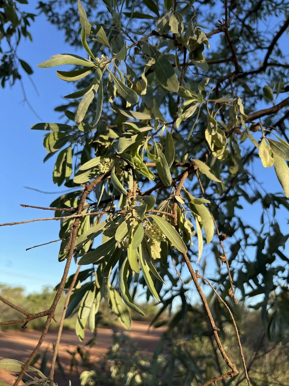 Terminalia canescens (Winged Nut Tree) — Territory Native Plants