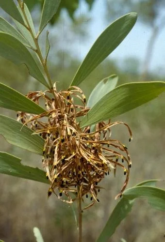 Acacia oncinocarpa (Hook-Fruit Wattle) — Territory Native Plants