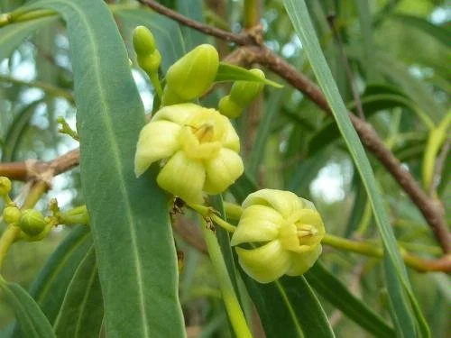 Wrightia saligna (Coolaroo) — Territory Native Plants