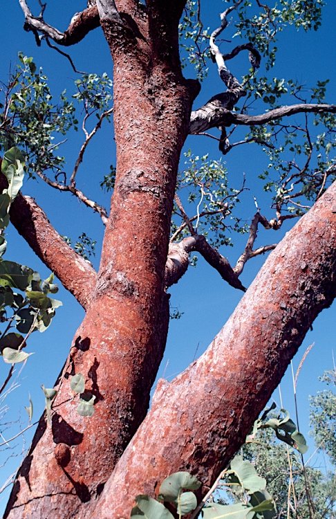 Corymbia foelscheana (Broad-leaved Bloodwood) — Territory Native Plants